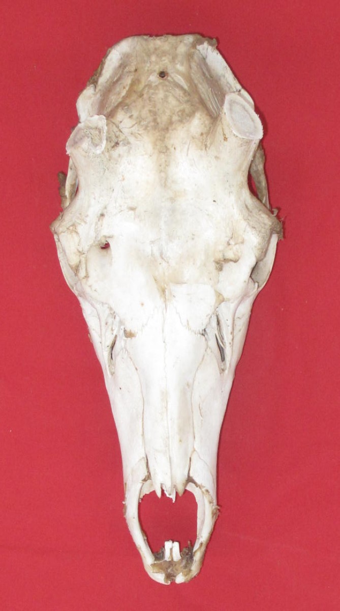 Bones : ELK - SKULL (5157-0136) : hideandfur.com