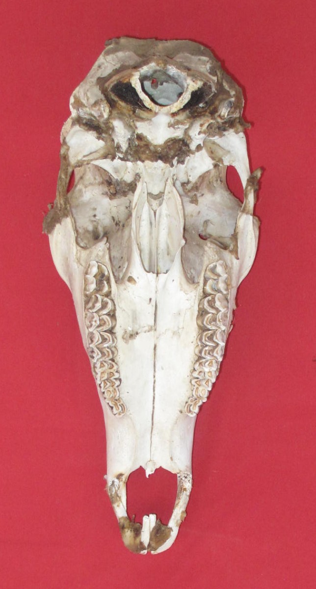 Bones : ELK - SKULL (5157-0136) : hideandfur.com