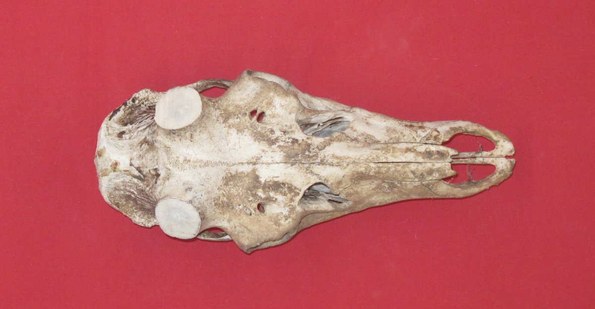 Bones : ELK - SKULL (5157-0146) : hideandfur.com