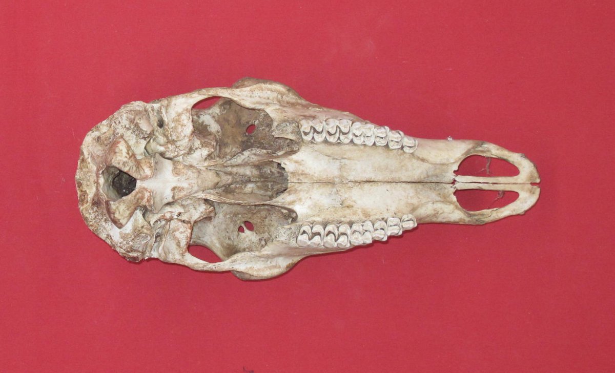Bones : ELK - SKULL (5157-0146) : hideandfur.com