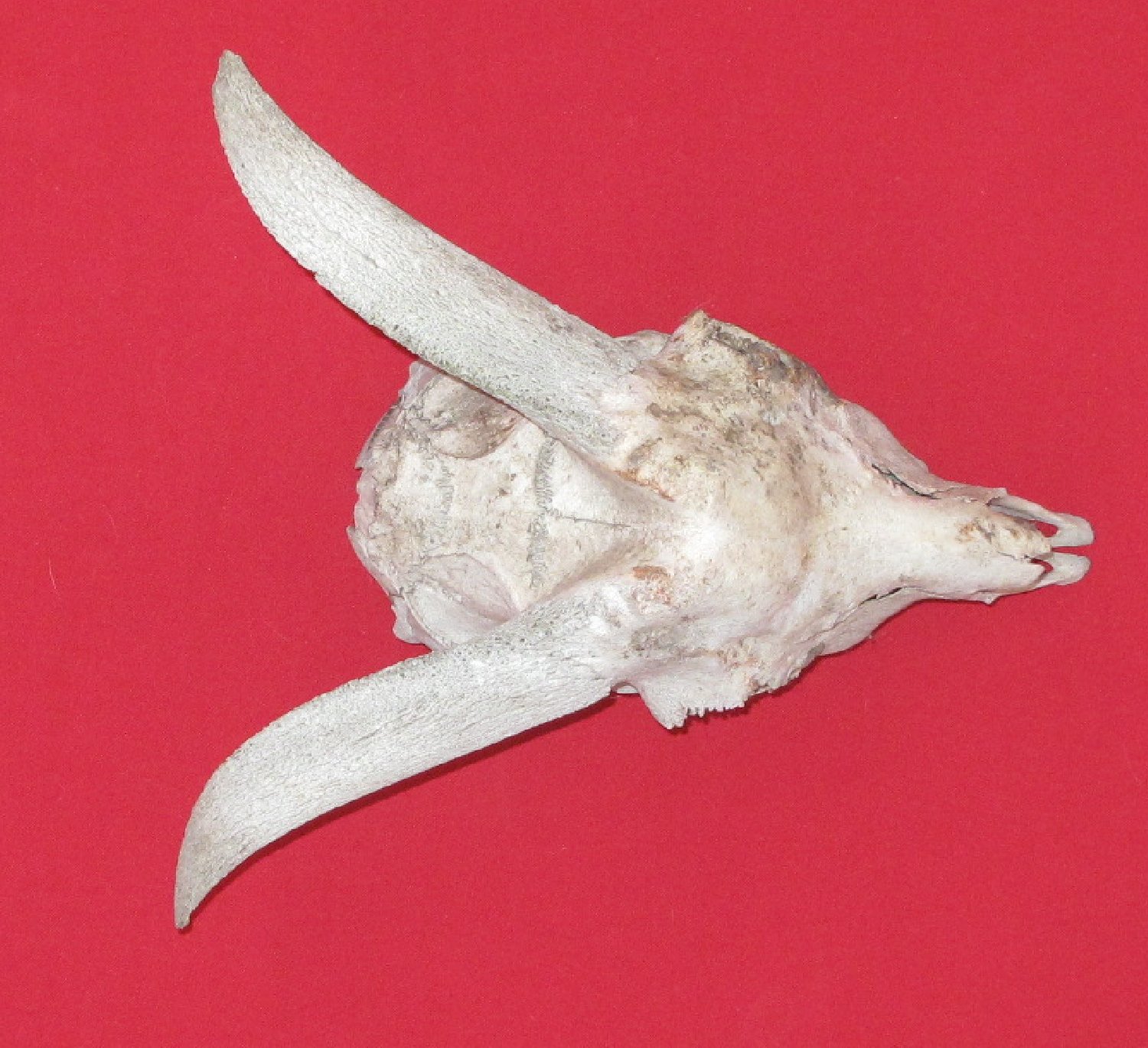 Bones : DOMESTIC GOAT - SKULL (5181-0130) : hideandfur.com