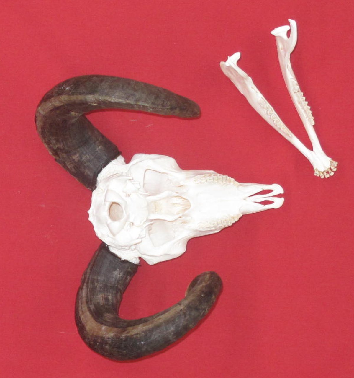 Bones : DOMESTIC SHEEP - SKULL (5269-0049) : hideandfur.com