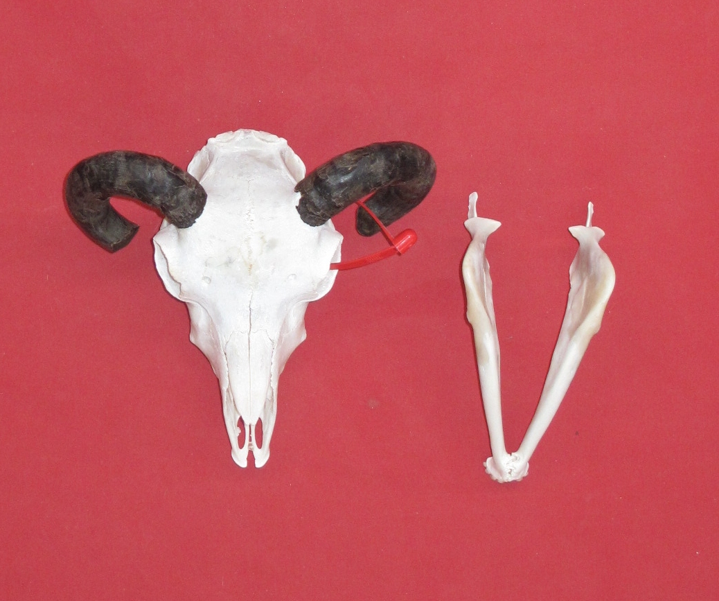 Bones : DOMESTIC SHEEP - SKULL (5269-0073) : hideandfur.com