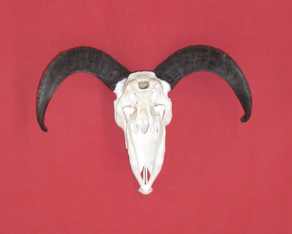Bones : DOMESTIC SHEEP - SKULL (5269-0081) : hideandfur.com