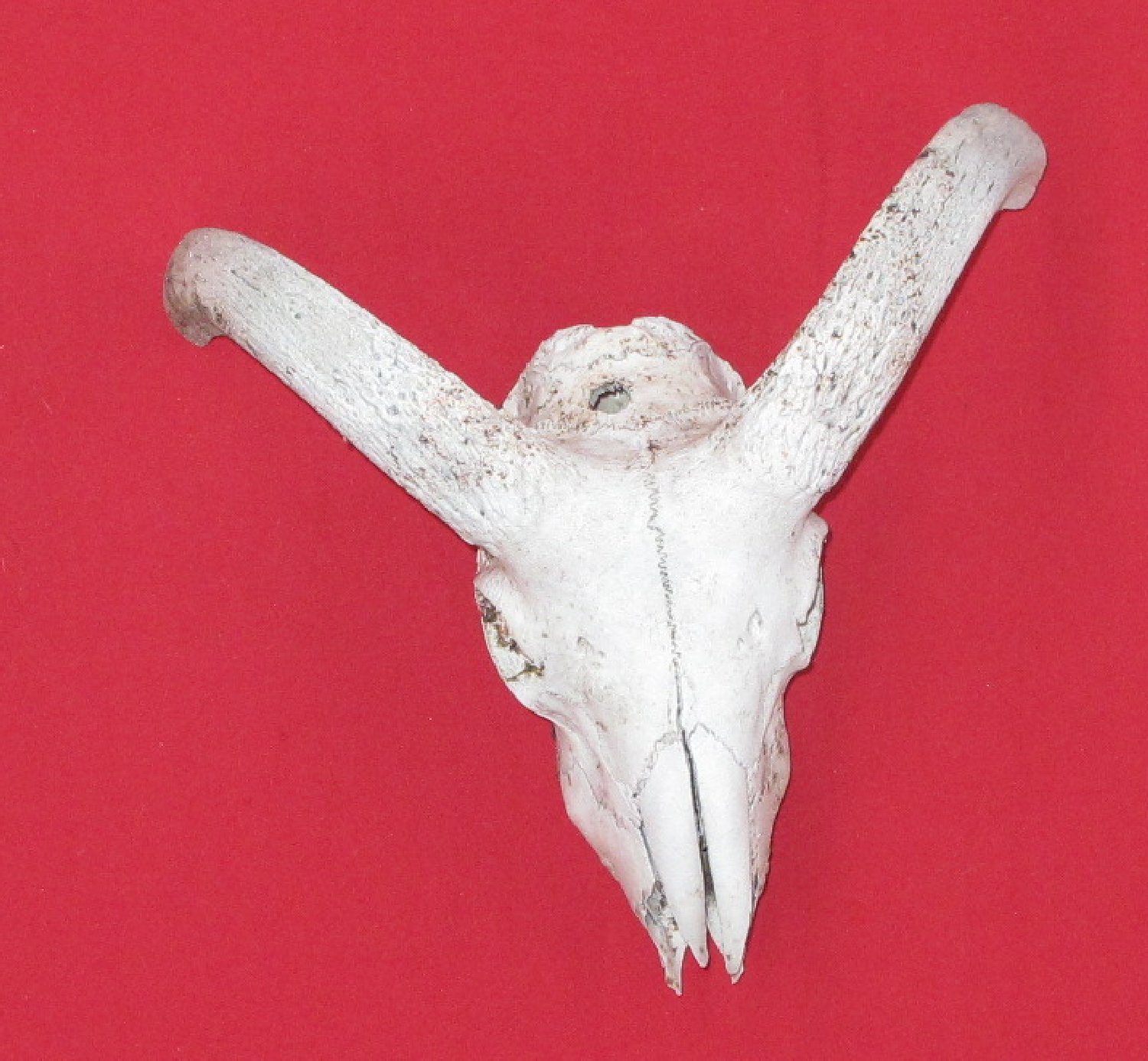 Bones : DOMESTIC SHEEP - SKULL (5269-0092) : hideandfur.com