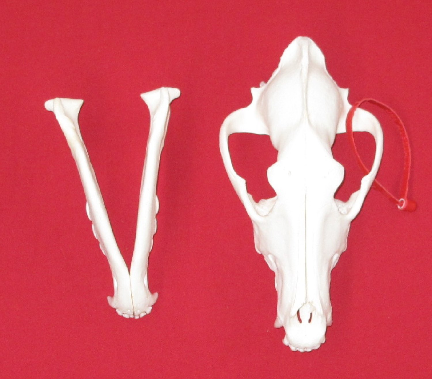 Bones : WOLF - SKULL (5291-9869) : hideandfur.com