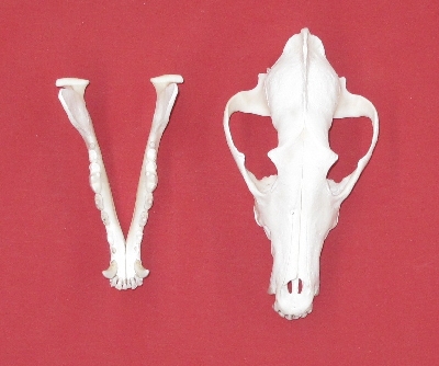 Bones : WOLF - SKULL (5291-9910) : hideandfur.com