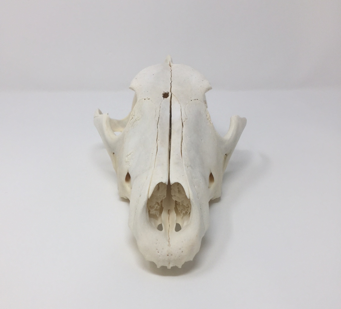 Bones : WOLF - SKULL (5291-9939) : hideandfur.com