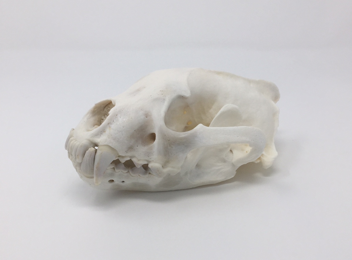 Bones : WOLVERINE - SKULL (5295-9993) : hideandfur.com