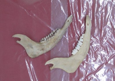 Bones : BUFFALO - LOWER JAW (5329-0018) : hideandfur.com