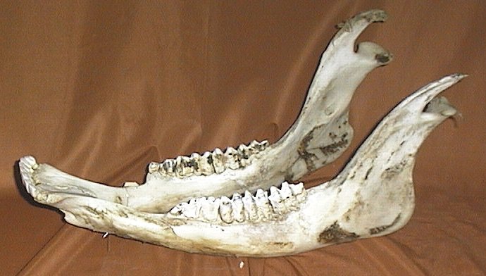 Bones : BUFFALO - LOWER JAW (5329) : hideandfur.com