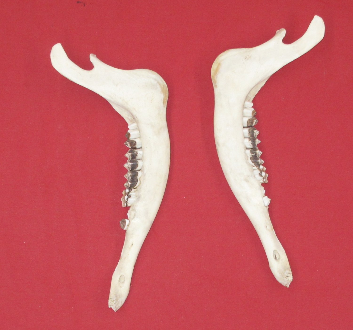 Bones : ELK - LOWER JAW (5357-0047) : hideandfur.com