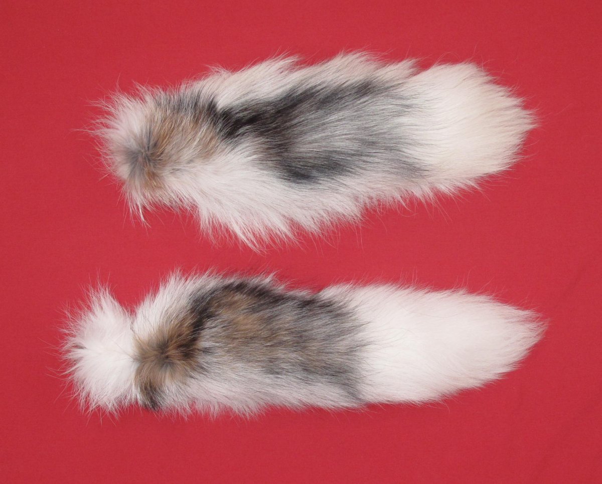 Tanned Furs : TAILS (6060-1137) : hideandfur.com