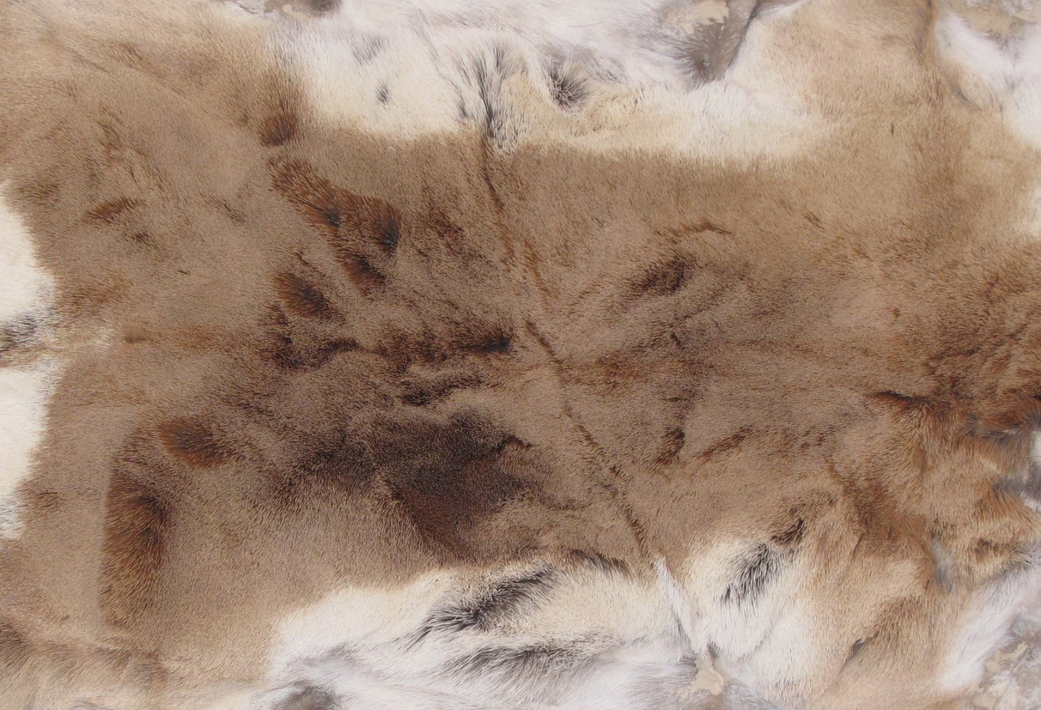 Tanned Furs : ANTELOPE (6075-0088) : hideandfur.com