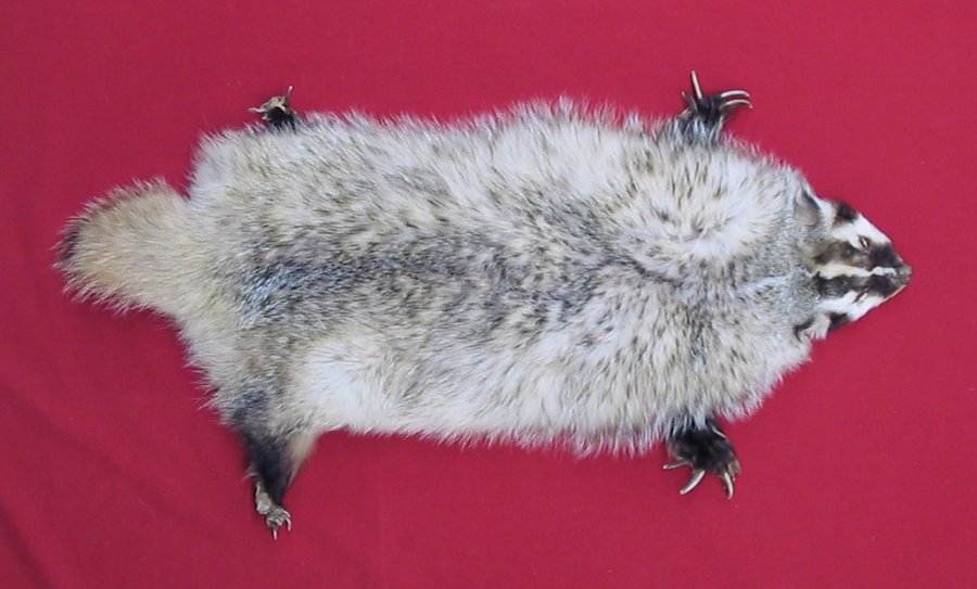 Tanned Furs : BADGER (6085-0892) : hideandfur.com