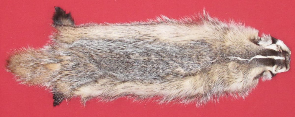 Tanned Furs : BADGER (6085-1204) : hideandfur.com