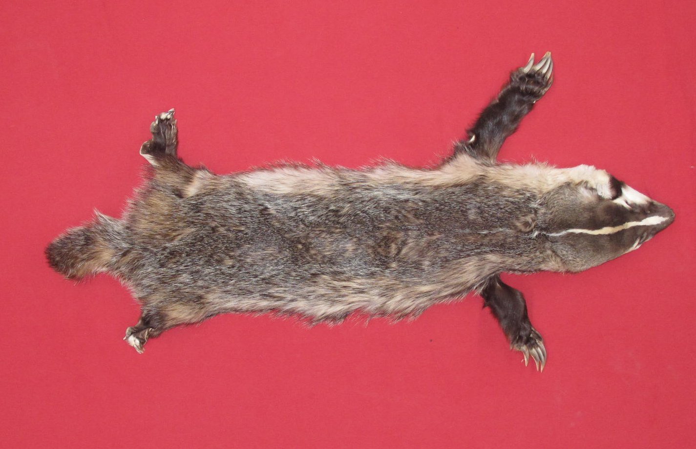 Tanned Furs : BADGER (6085-1240) : hideandfur.com