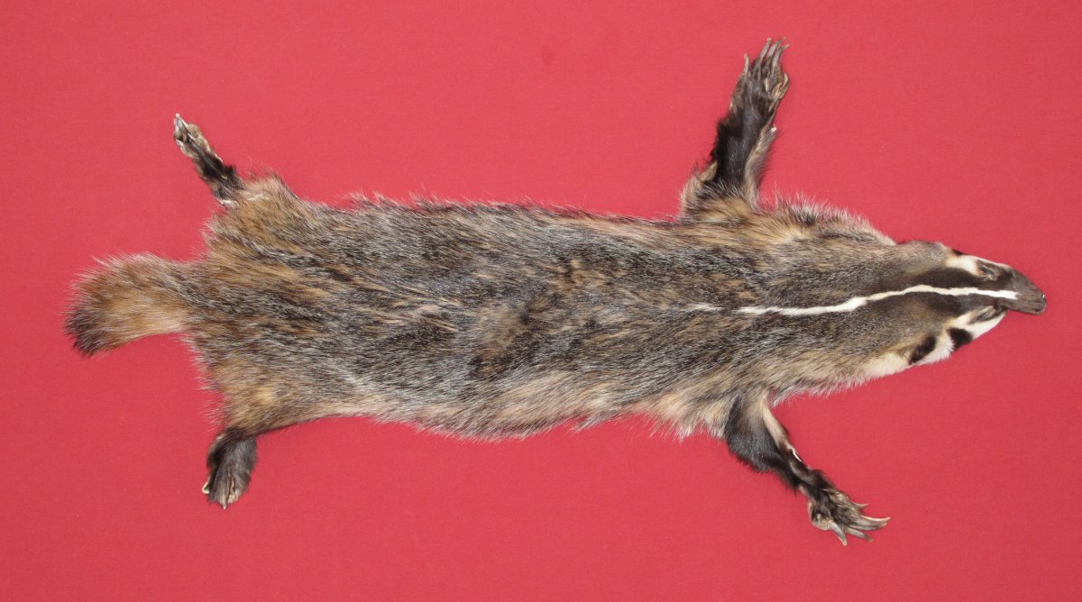 Tanned Furs : BADGER (6085-1309) : hideandfur.com
