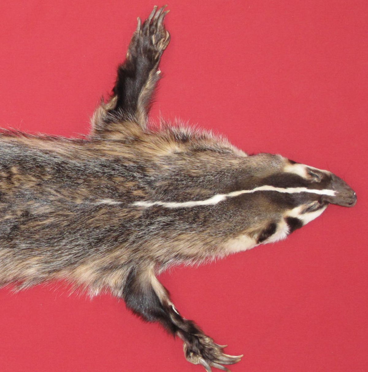 Tanned Furs : BADGER (6085-1309) : hideandfur.com