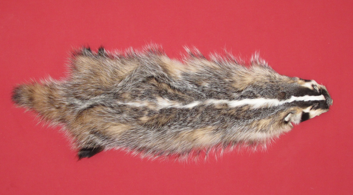Tanned Furs : BADGER (6085-1329) : hideandfur.com