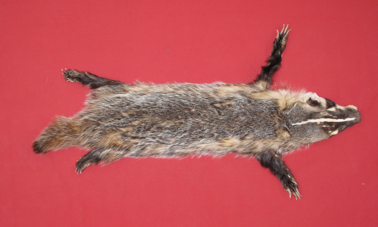 Tanned Furs : BADGER (6085-1353) : hideandfur.com