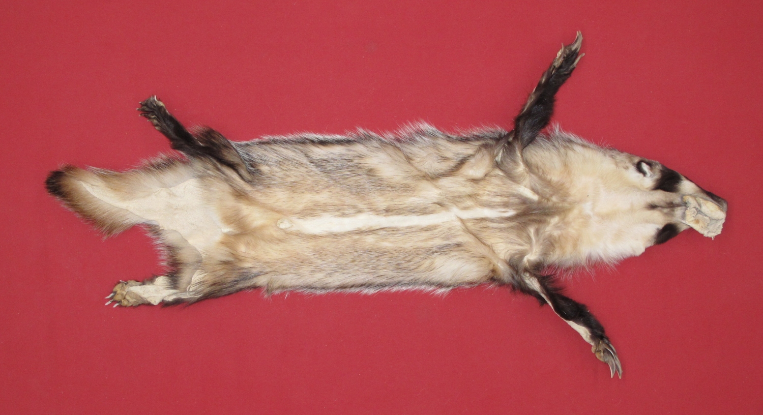 Tanned Furs : BADGER (6085-1353) : hideandfur.com