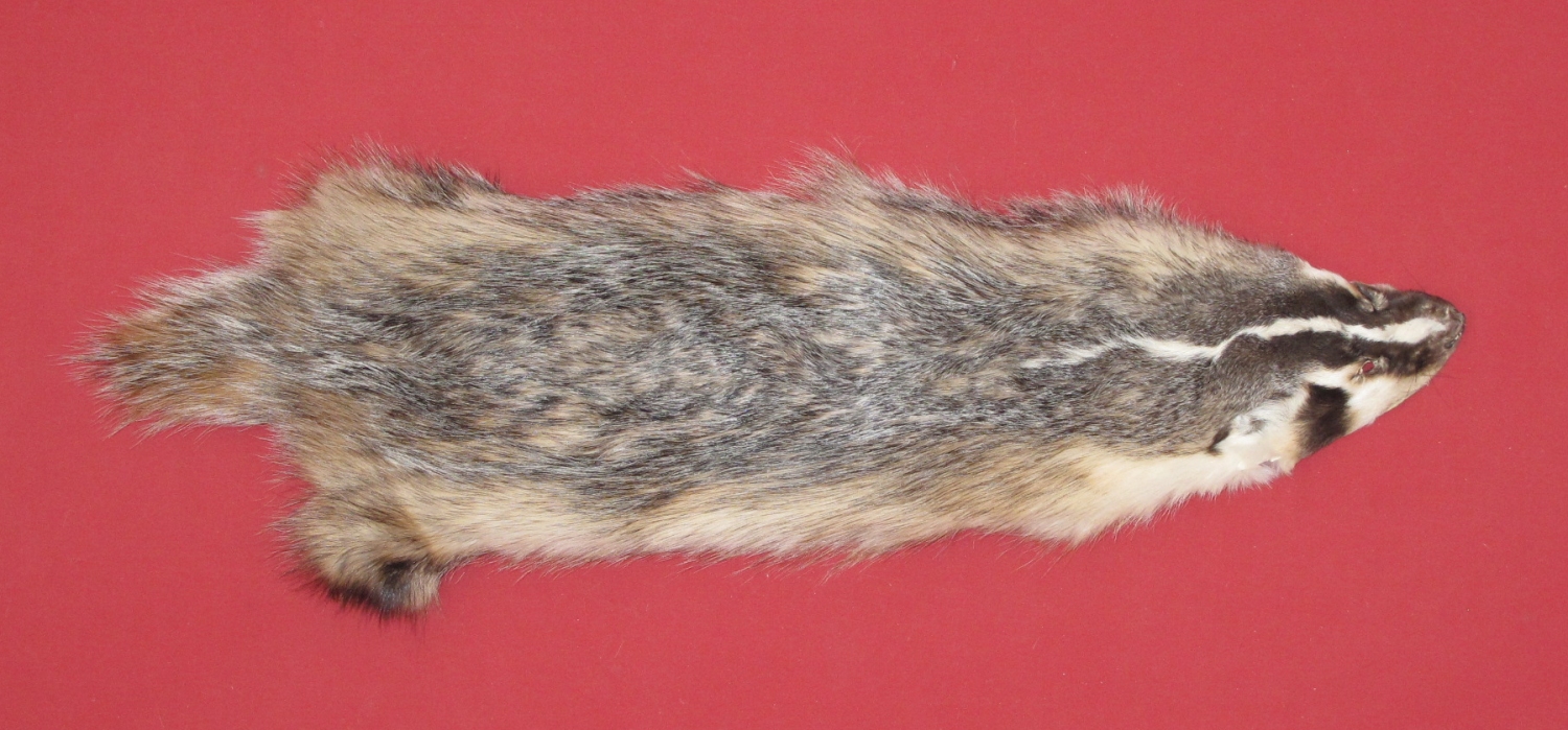 Tanned Furs : BADGER (6085-1473) : hideandfur.com