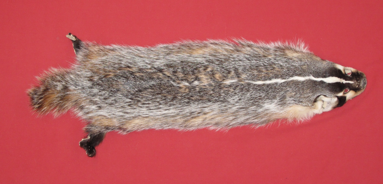 Tanned Furs : BADGER (6085-1474) : hideandfur.com