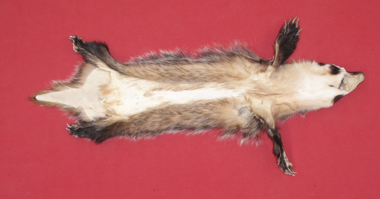 Tanned Furs : BADGER (6085-1510) : hideandfur.com