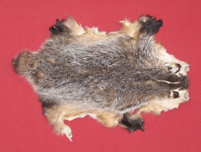 Tanned Badger Hides, Furs, Pelts, Skins for sale by www.hideandfur.com
