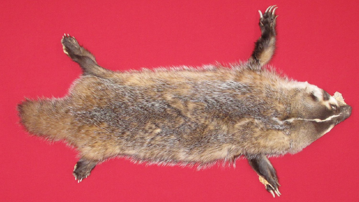 Tanned Furs : BADGER (6085-1552) : hideandfur.com