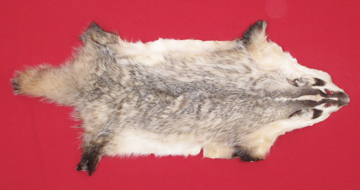 Tanned Furs : BADGER (6085-1586) : hideandfur.com