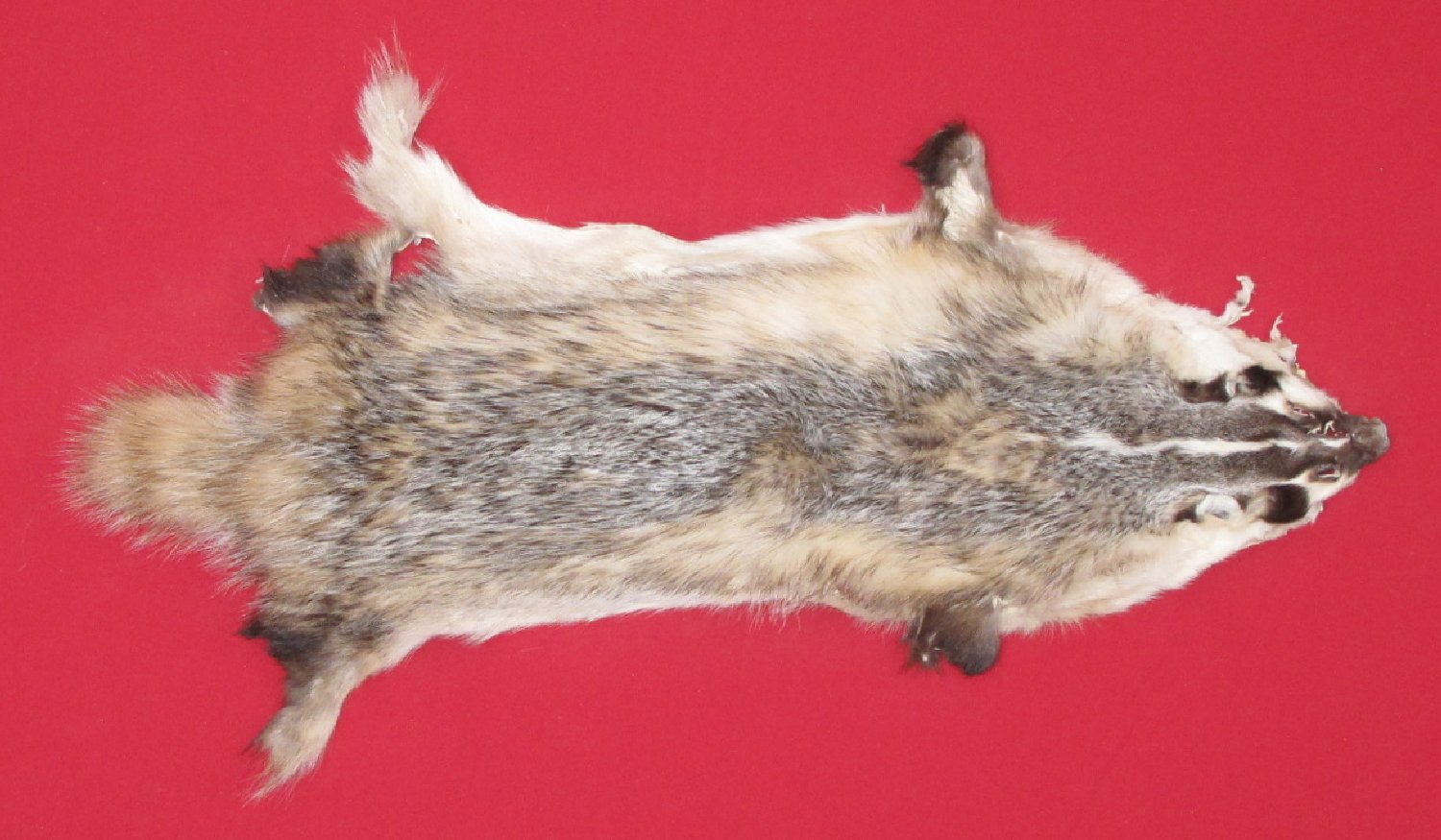 Tanned Furs : BADGER (6085-1587) : hideandfur.com