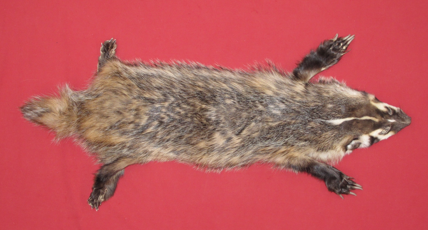 Tanned Furs : BADGER - TAXIDERMY QUALITY (6087-0409) : hideandfur.com