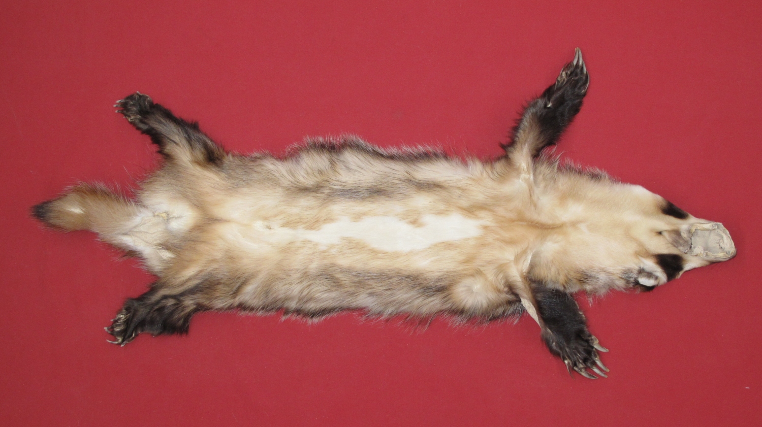 Tanned Furs : BADGER - TAXIDERMY QUALITY (6087-0427) : hideandfur.com