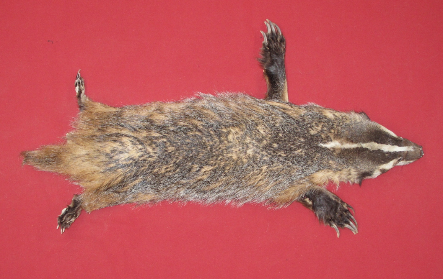 Tanned Furs : BADGER - TAXIDERMY QUALITY (6087-0442) : hideandfur.com