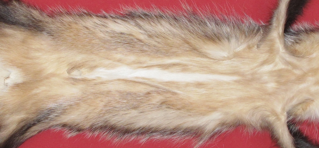Tanned Furs : BADGER - TAXIDERMY QUALITY (6087-0451) : hideandfur.com