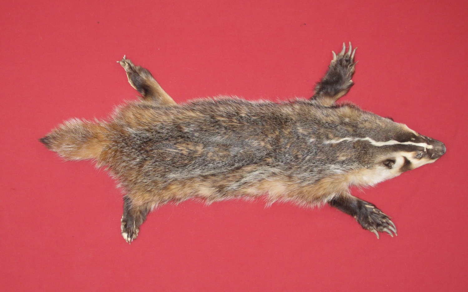 Tanned Furs : BADGER - TAXIDERMY QUALITY (6087-0461) : hideandfur.com