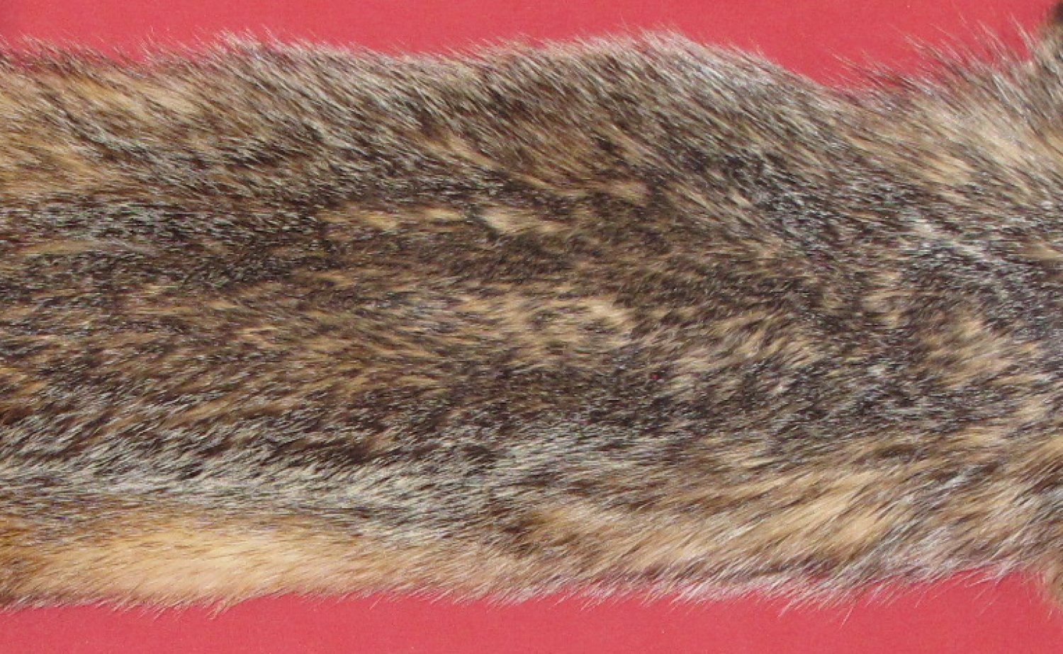 Tanned Furs : BADGER - TAXIDERMY QUALITY (6087-0495) : hideandfur.com