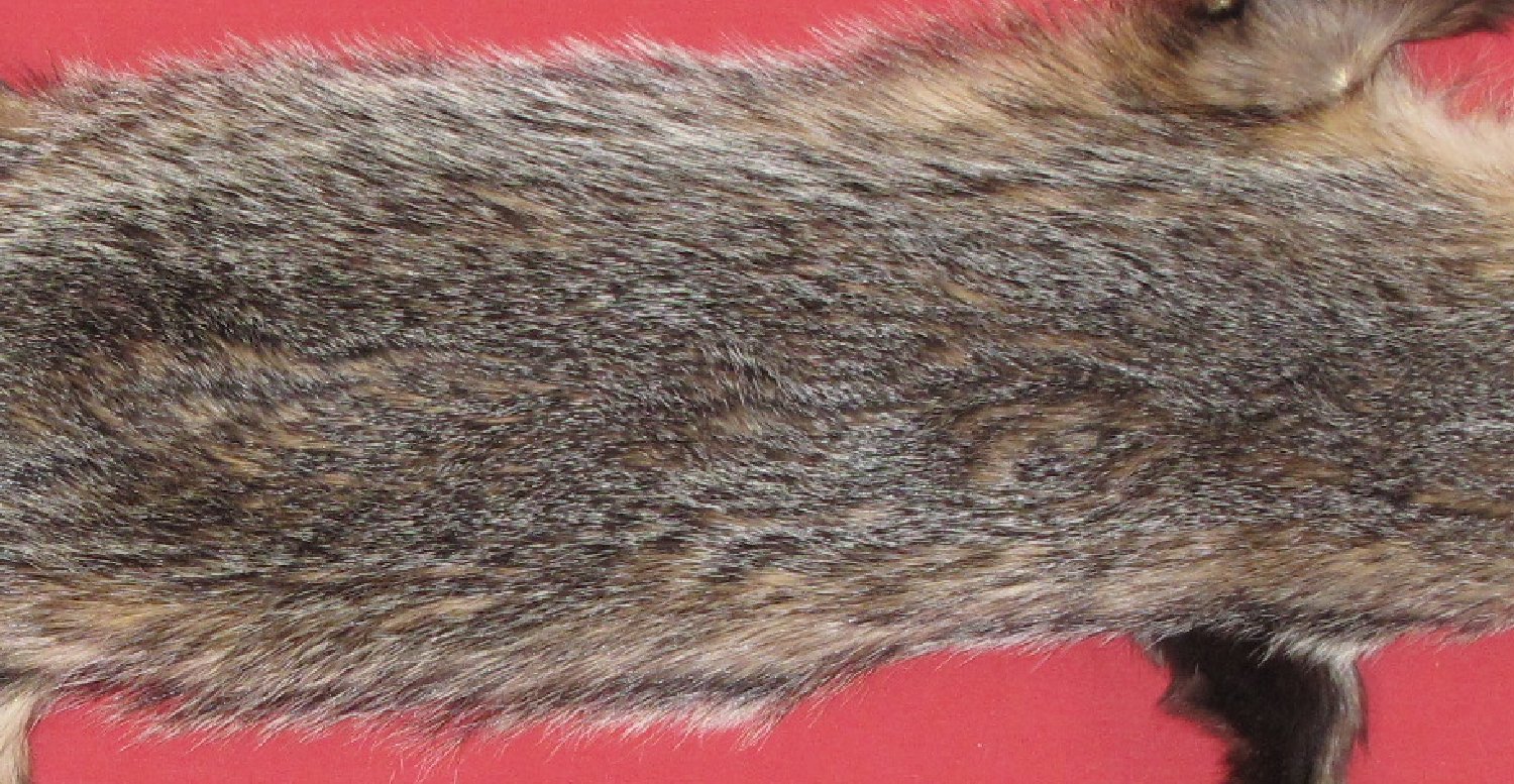 Tanned Furs : BADGER - TAXIDERMY QUALITY (6087-0510) : hideandfur.com