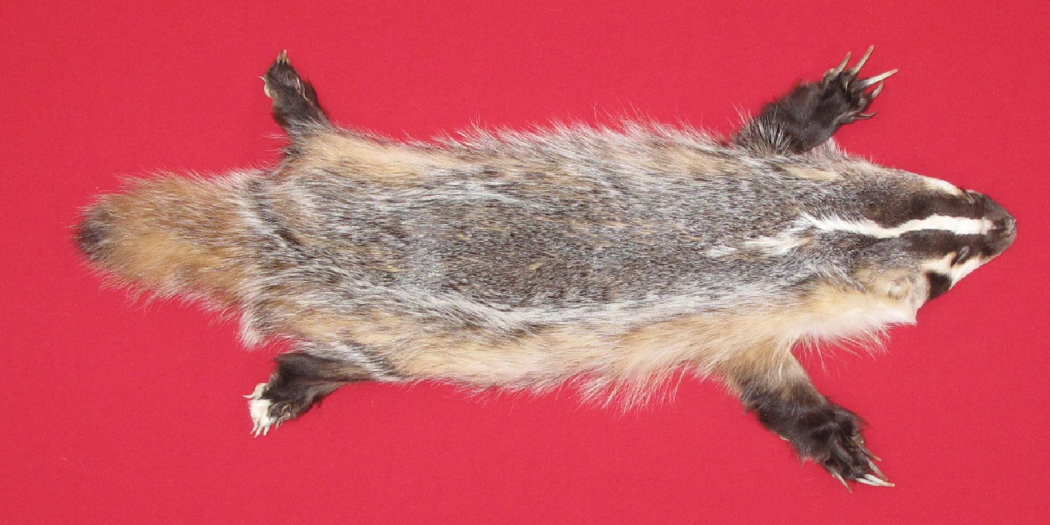Tanned Furs : BADGER - TAXIDERMY QUALITY (6087-0516) : hideandfur.com