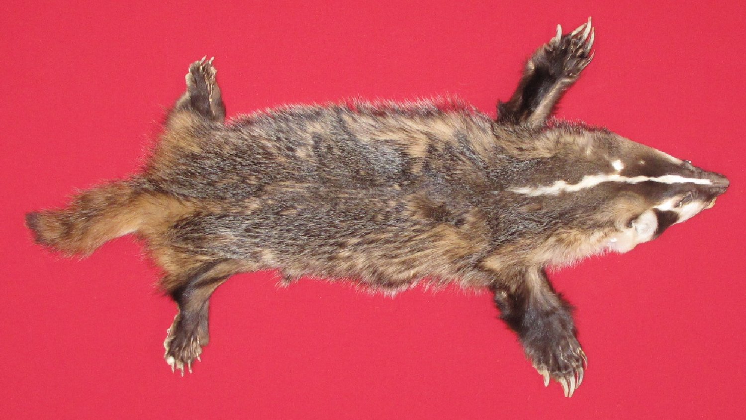 Tanned Furs : BADGER - TAXIDERMY QUALITY (6087-0519) : hideandfur.com
