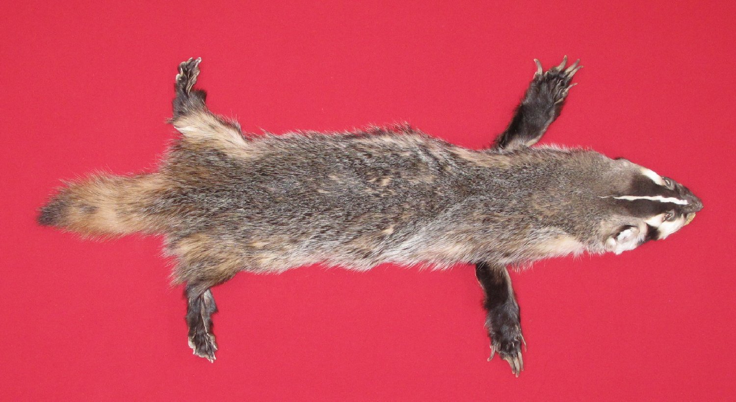 Tanned Furs : BADGER - TAXIDERMY QUALITY (6087-0522) : hideandfur.com