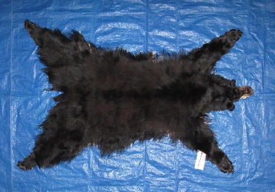 Tanned Furs : BLACK BEAR - WITH FEET AND CLAWS (6105-0801) : hideandfur.com
