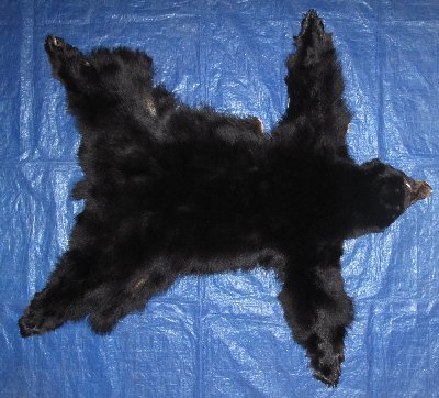 Tanned Furs : BLACK BEAR - WITH FEET AND CLAWS (6105-0957) : hideandfur.com