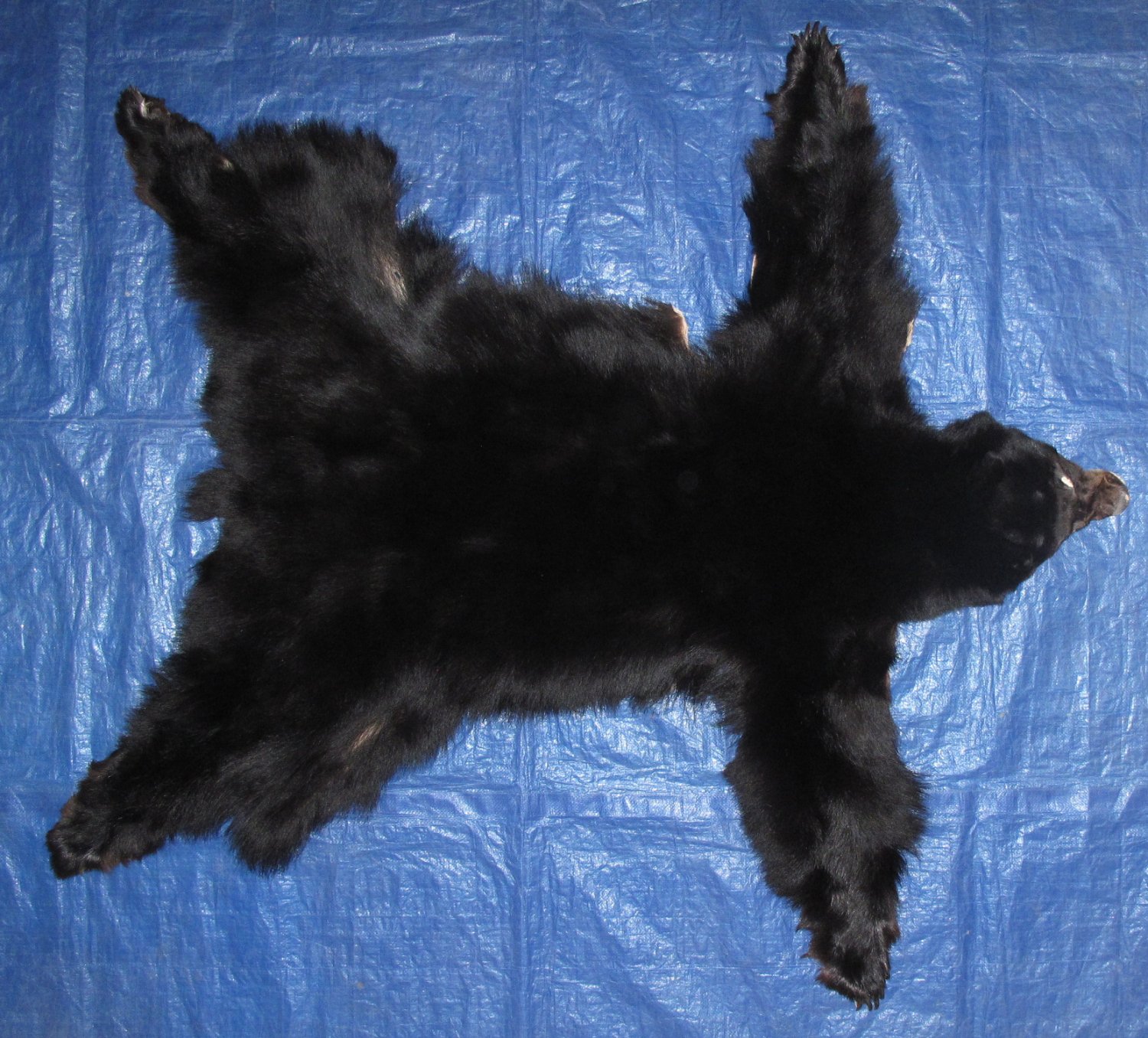 Tanned Furs : BLACK BEAR - WITH FEET AND CLAWS (6105-0957) : hideandfur.com