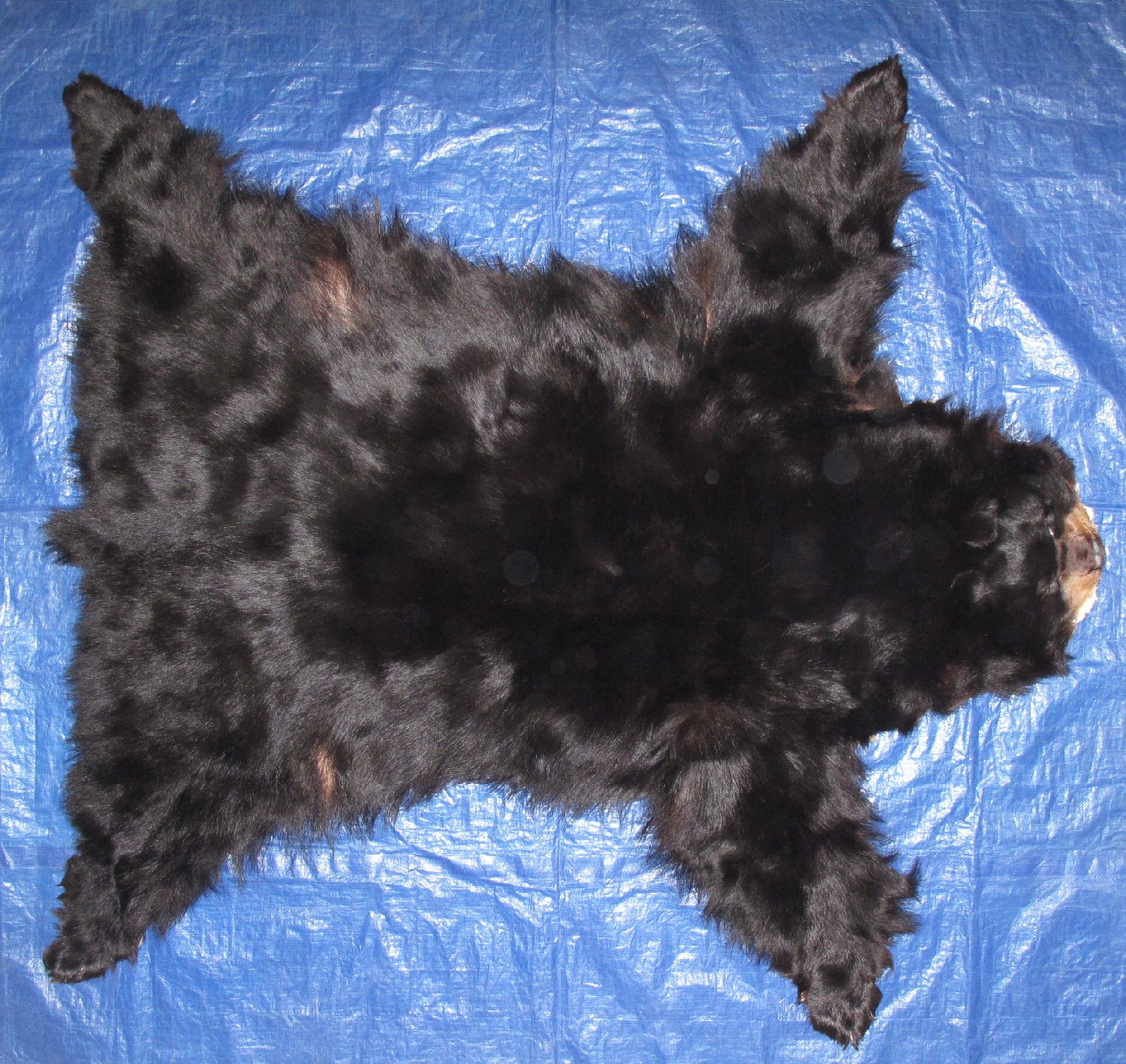 Tanned Furs : BLACK BEAR - WITH FEET AND CLAWS (6105-1007) : hideandfur.com