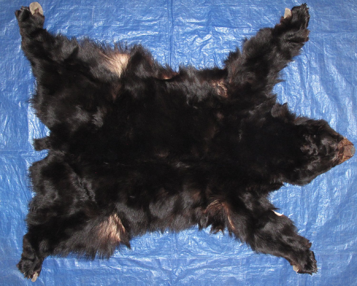 Tanned Furs : BLACK BEAR - WITH FEET AND CLAWS (6105-1009) : hideandfur.com