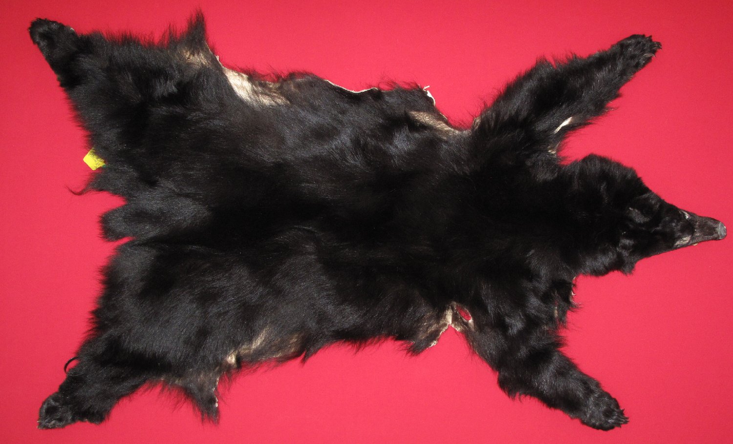 Tanned Furs : BLACK BEAR - WITH FEET AND CLAWS (6105-1021) : hideandfur.com