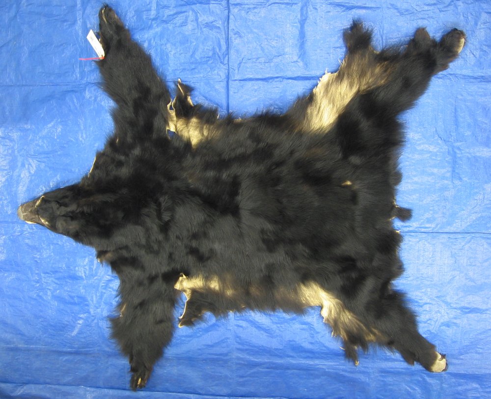 Tanned Furs : BLACK BEAR - COMPLETE, NO FEET (6107-0507) : hideandfur.com